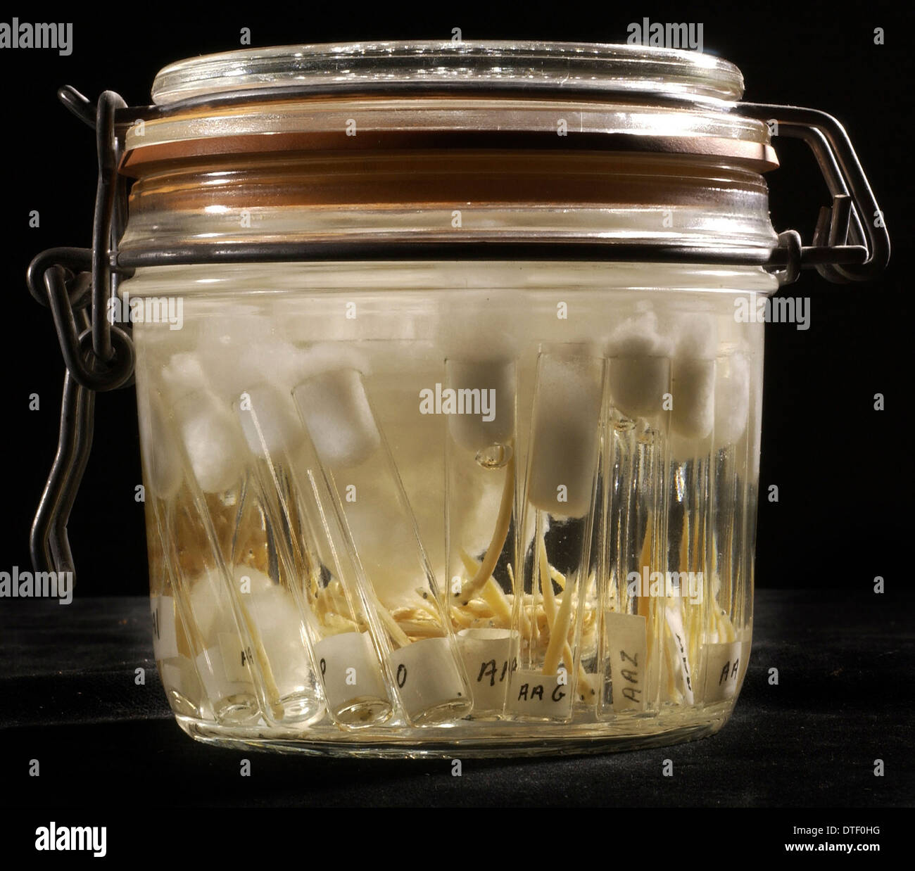 Specimen fish hi-res stock photography and images - Alamy