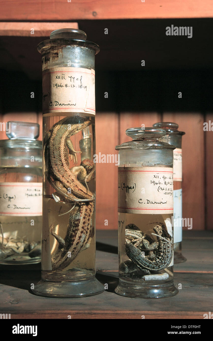 Zoological specimen hi-res stock photography and images - Alamy