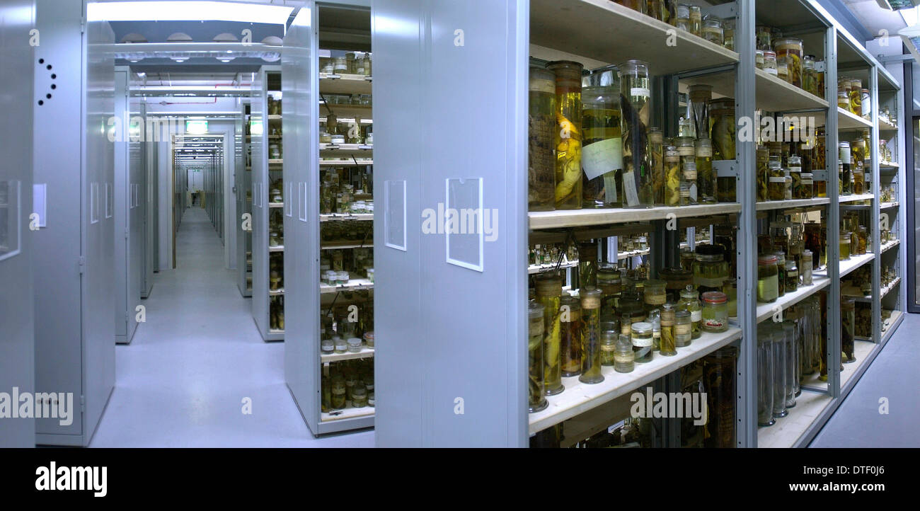 Specimen Storage Pragmatic Strategy For Fecal Specimen Storage And The