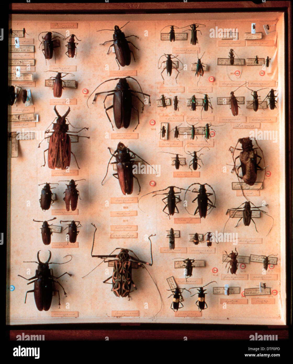 Various beetle specimens Stock Photo - Alamy