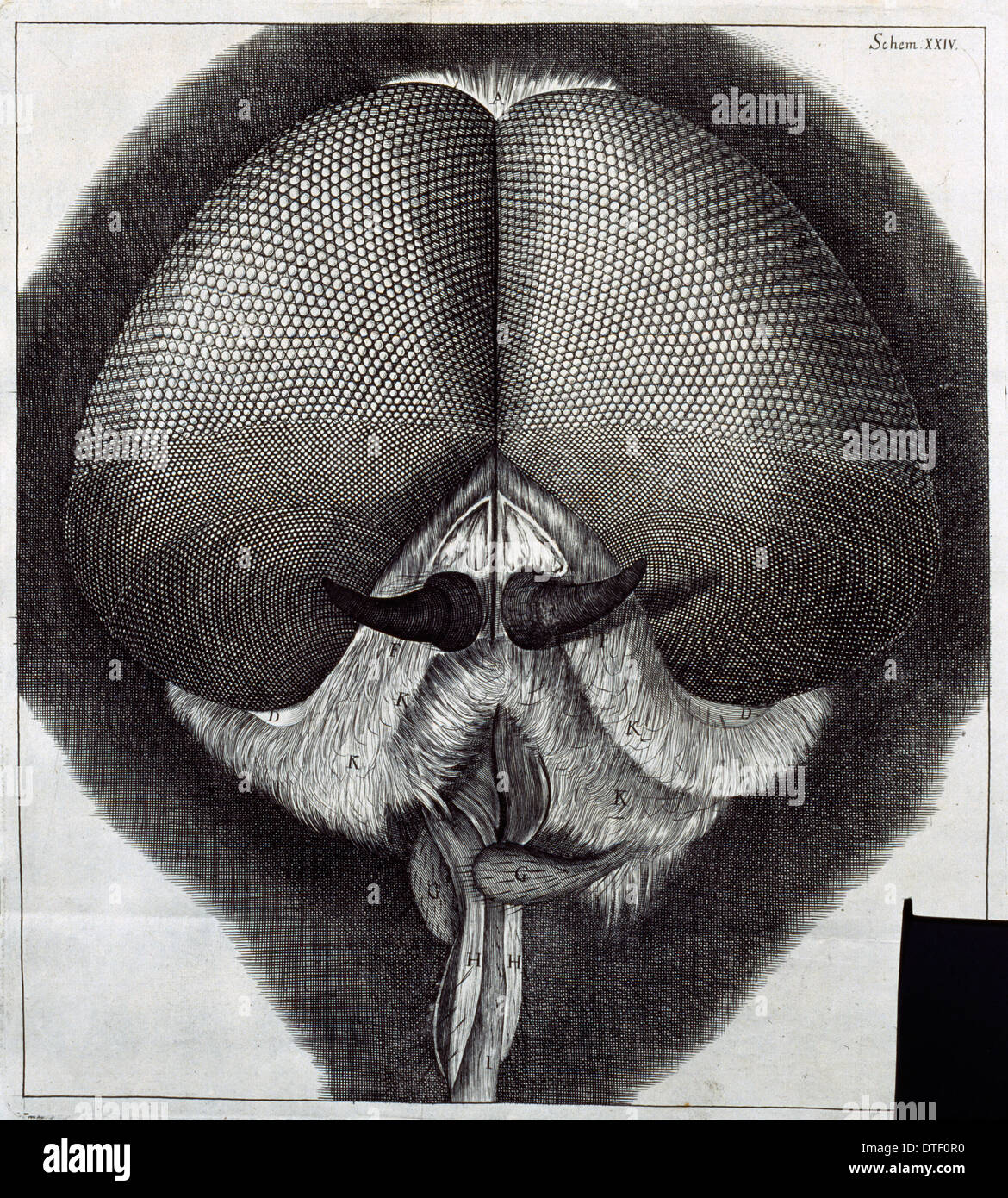 Robert hooke drawing hi-res stock photography and images - Alamy