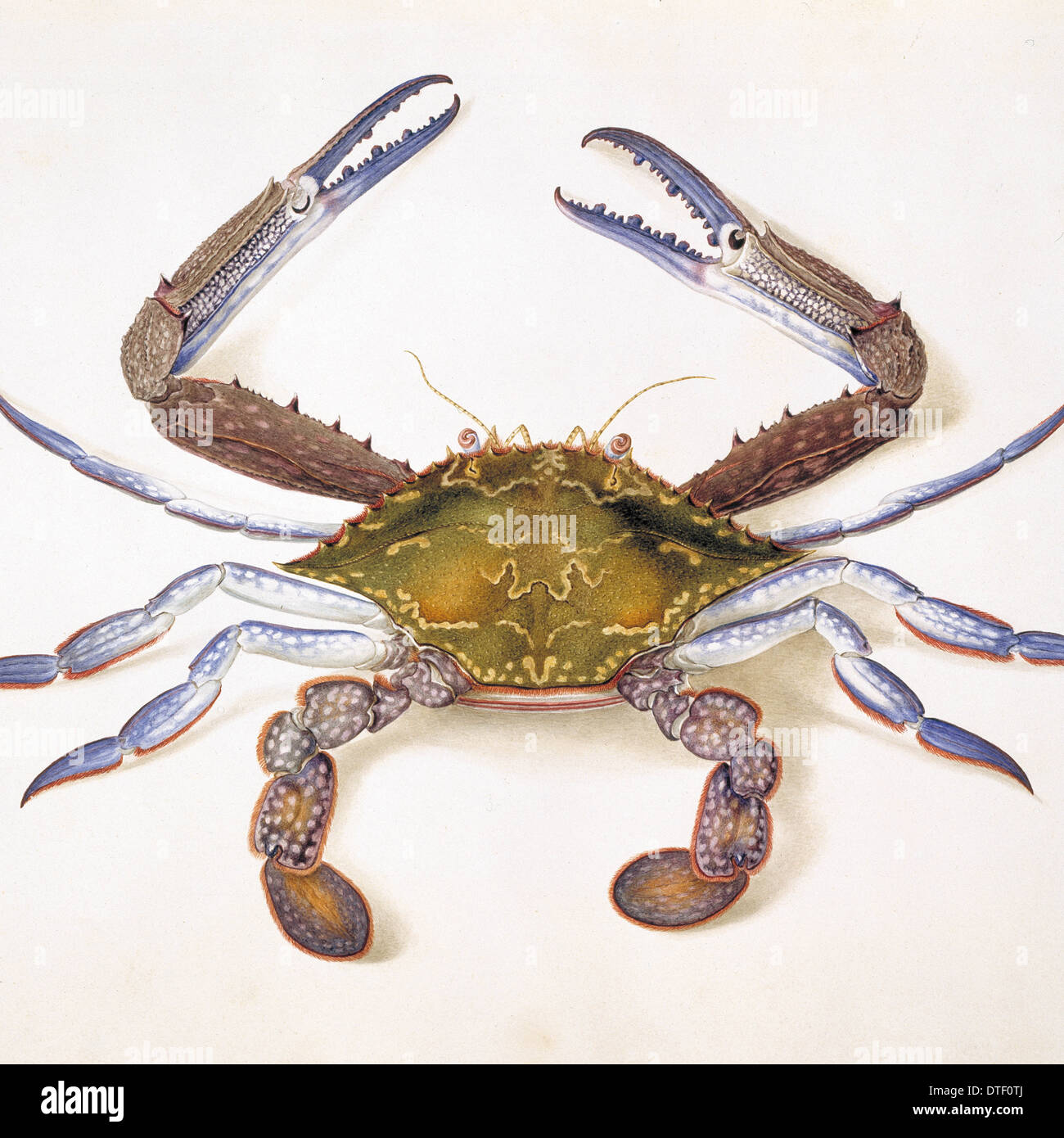 Crab Portunus Pelagicus Stock Photos & Crab Portunus Pelagicus Stock ...