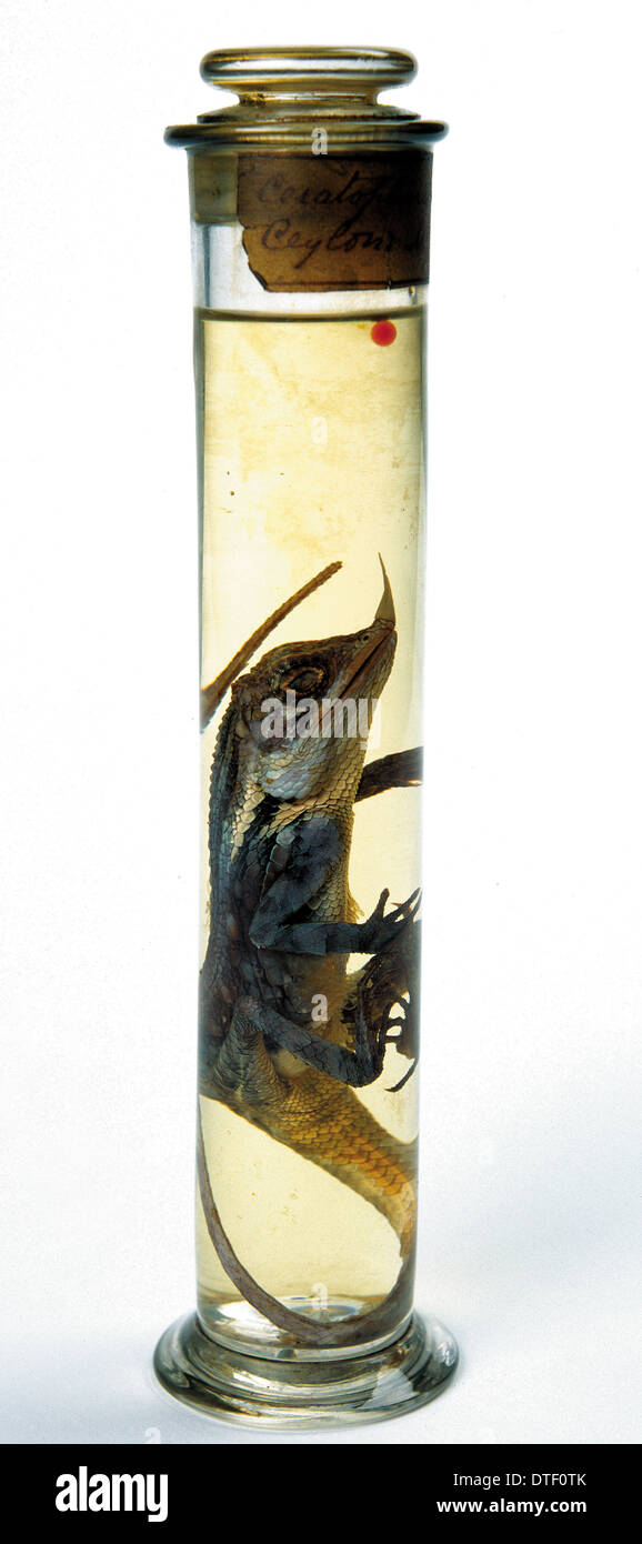 Specimen jar history hi-res stock photography and images - Alamy