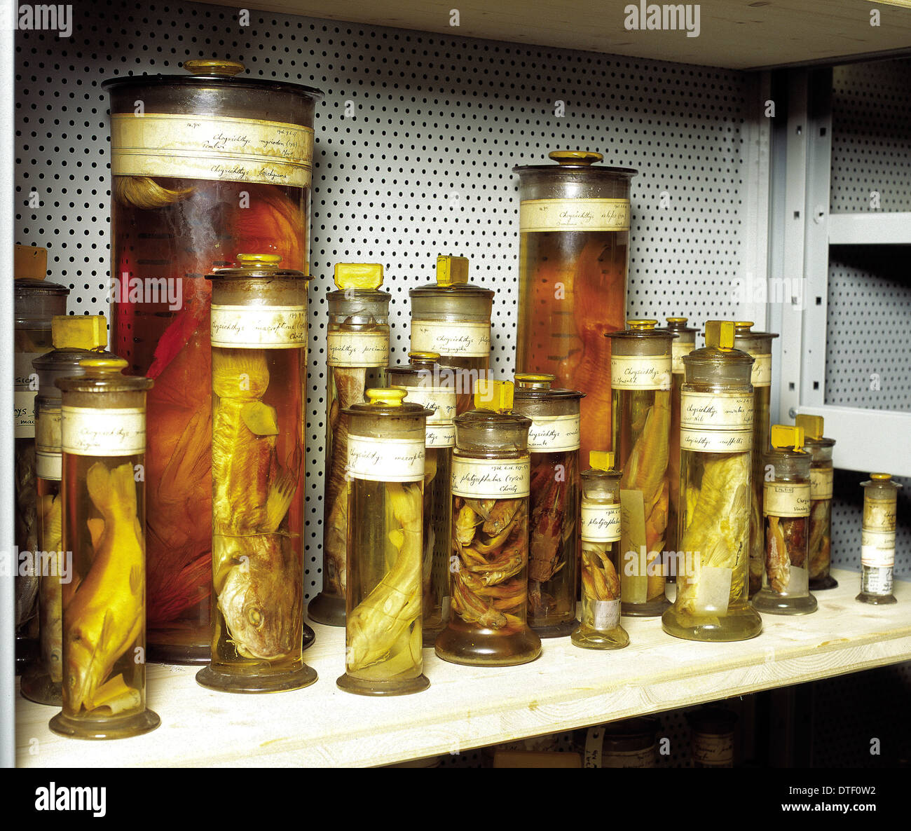 Specimen jar history hi-res stock photography and images - Alamy