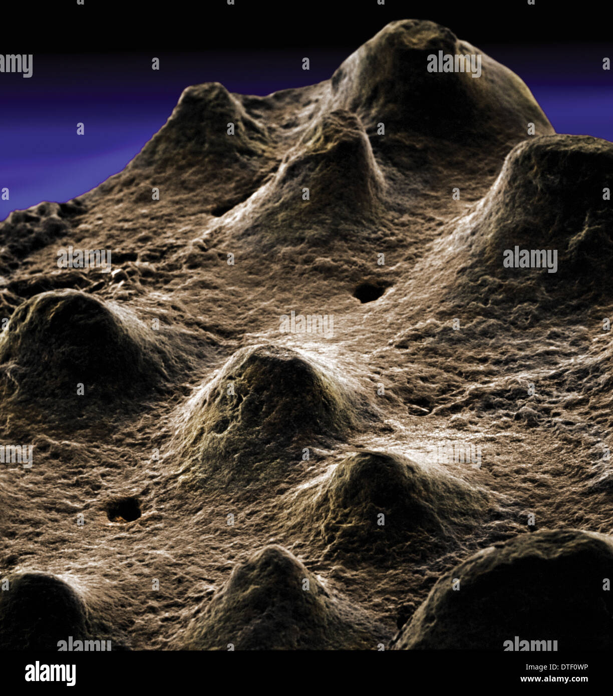 Scanning electron microscope dinosaur hi-res stock photography and ...