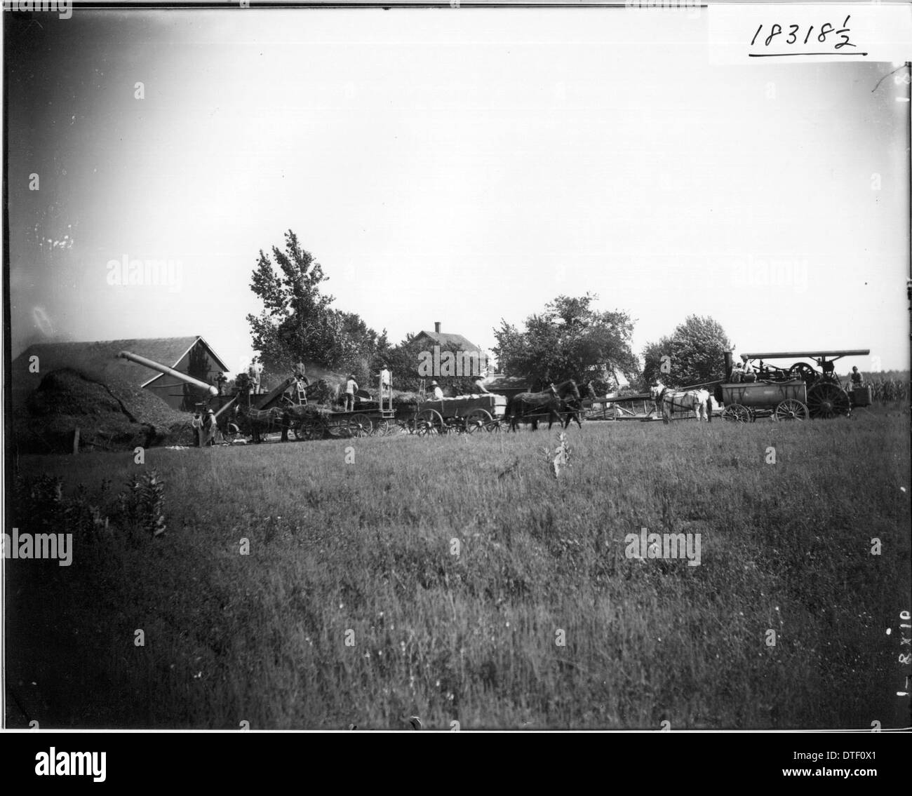 A 1919 photograph depicting agricultural laborers working in a field ...