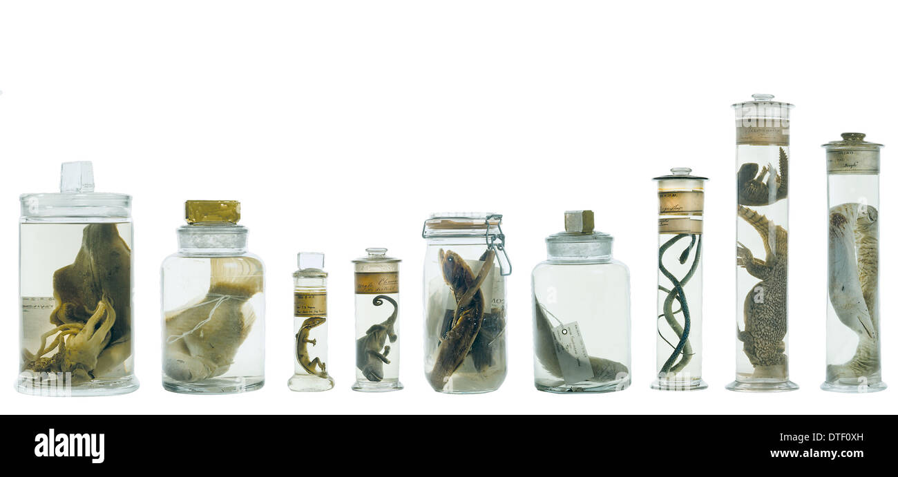 Fish specimen preserved in jars Cut Out Stock Images & Pictures - Alamy