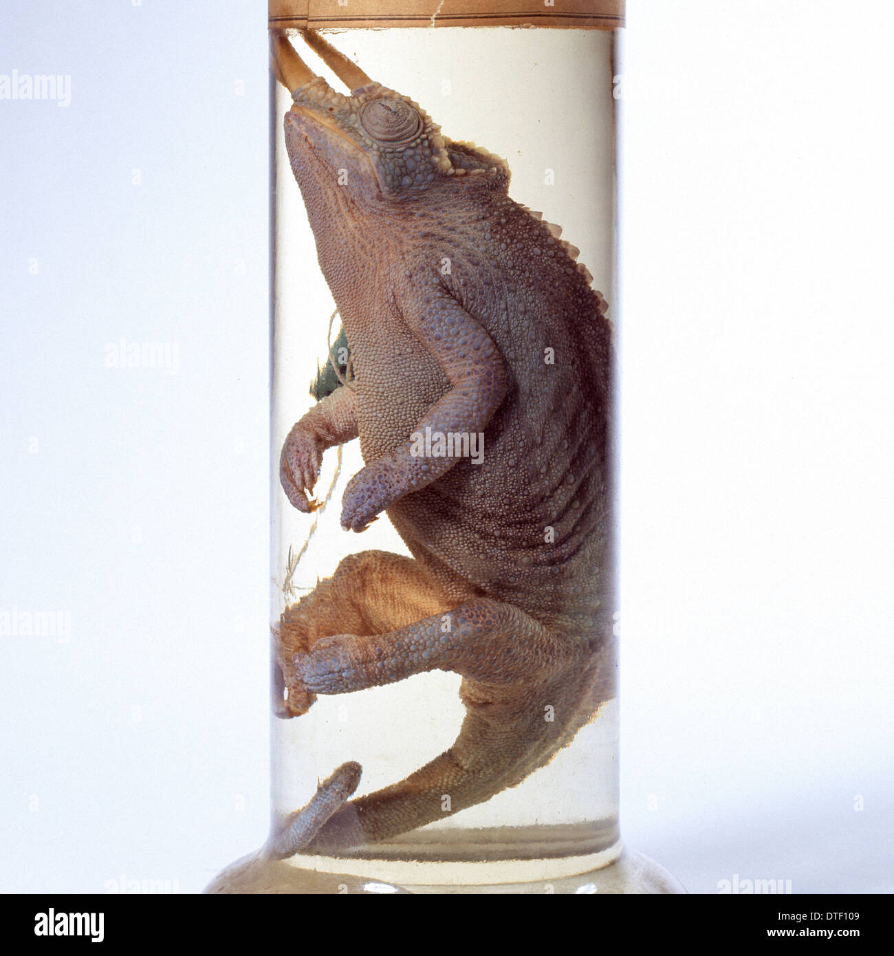 Chamaeleo jacksonii, Jackson's chameleon Stock Photo - Alamy