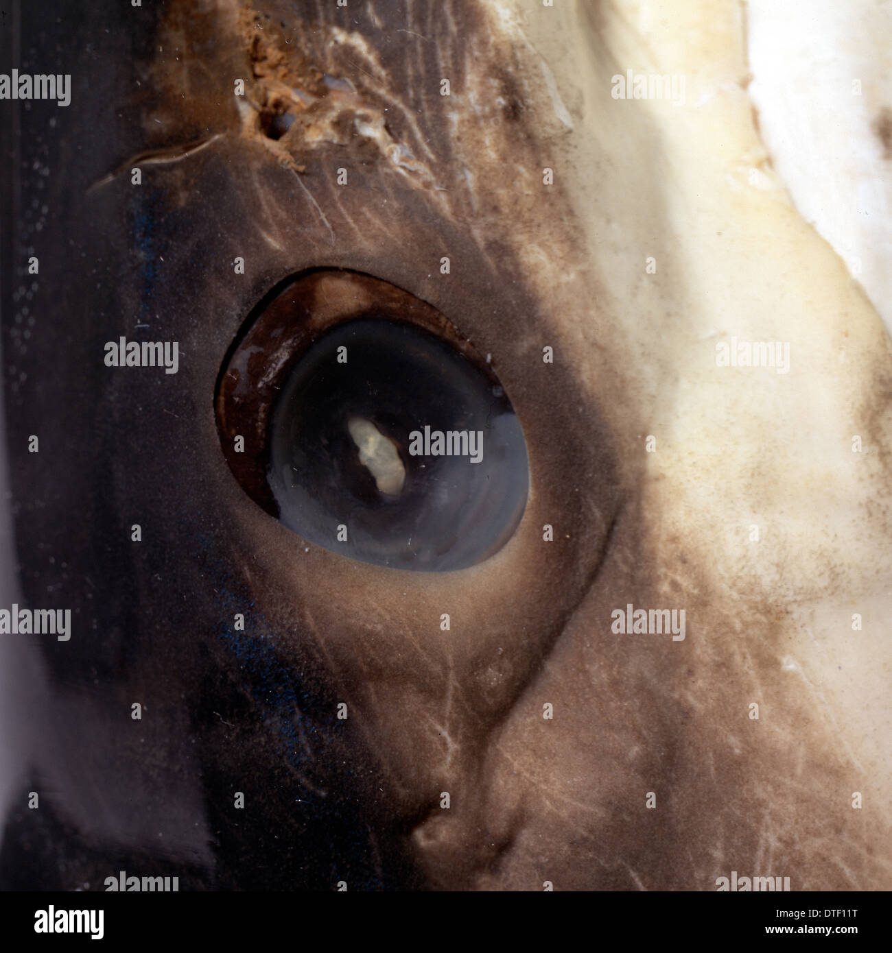 Isurus oxyrinchus, shortfin mako shark Stock Photo - Alamy