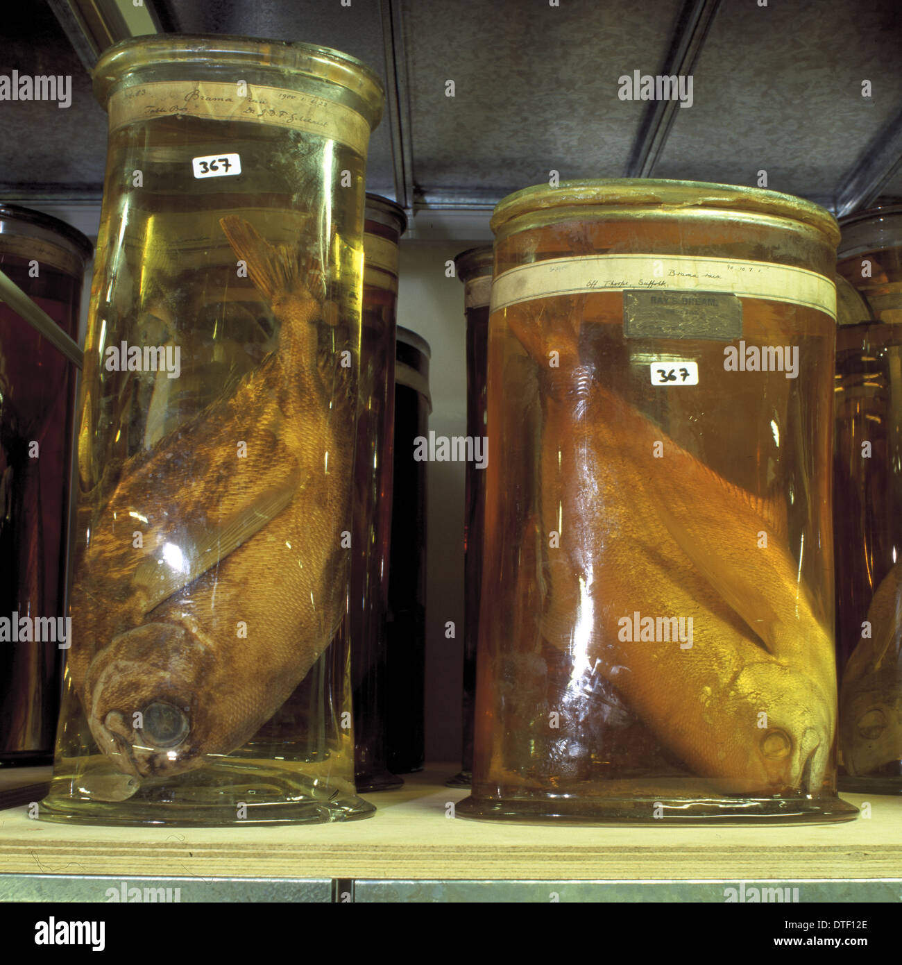Specimen jar natural history hi-res stock photography and images - Alamy
