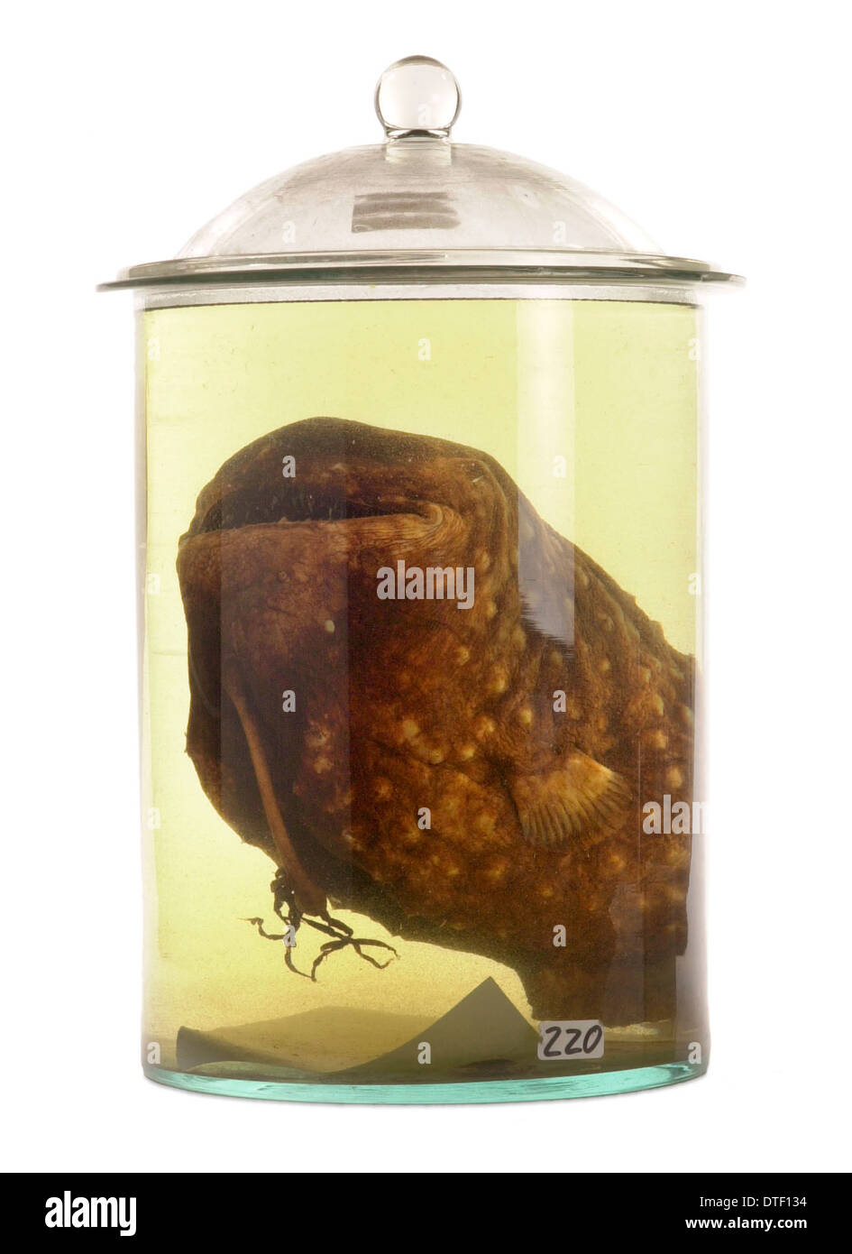 Atlantic footballfish hi-res stock photography and images - Alamy