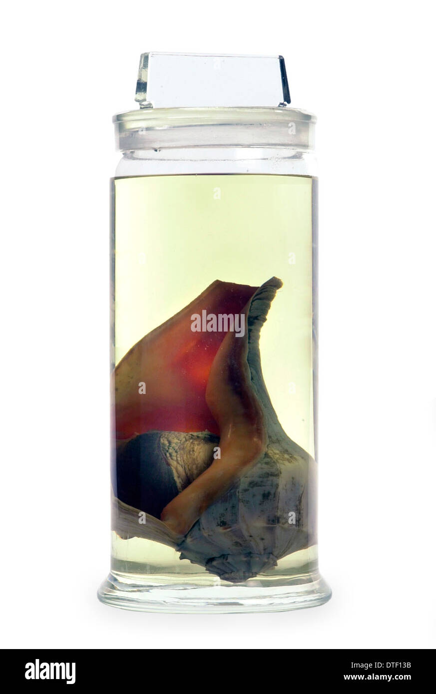 Mollusc specimen in the Darwin Centre, Natural History Museum Stock ...