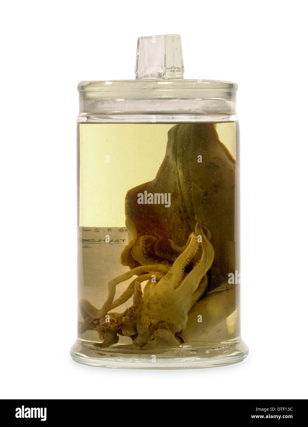 Specimen jar history Cut Out Stock Images & Pictures - Alamy