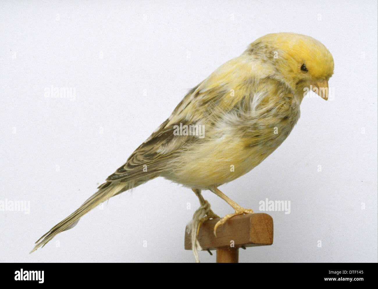 Bill canary hi-res stock photography and images - Alamy