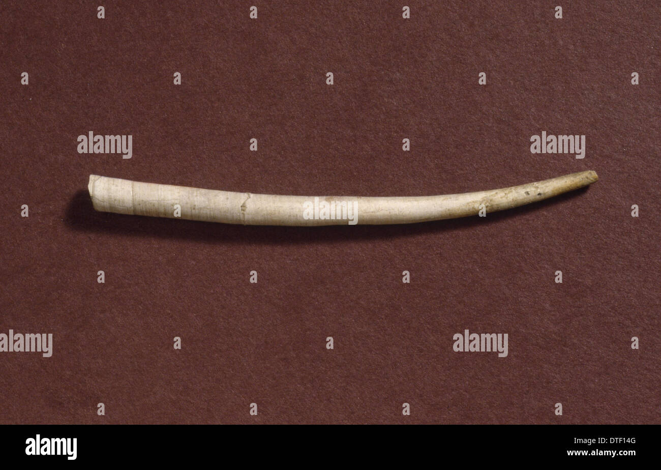 Dentalium Shell High Resolution Stock Photography and Images - Alamy