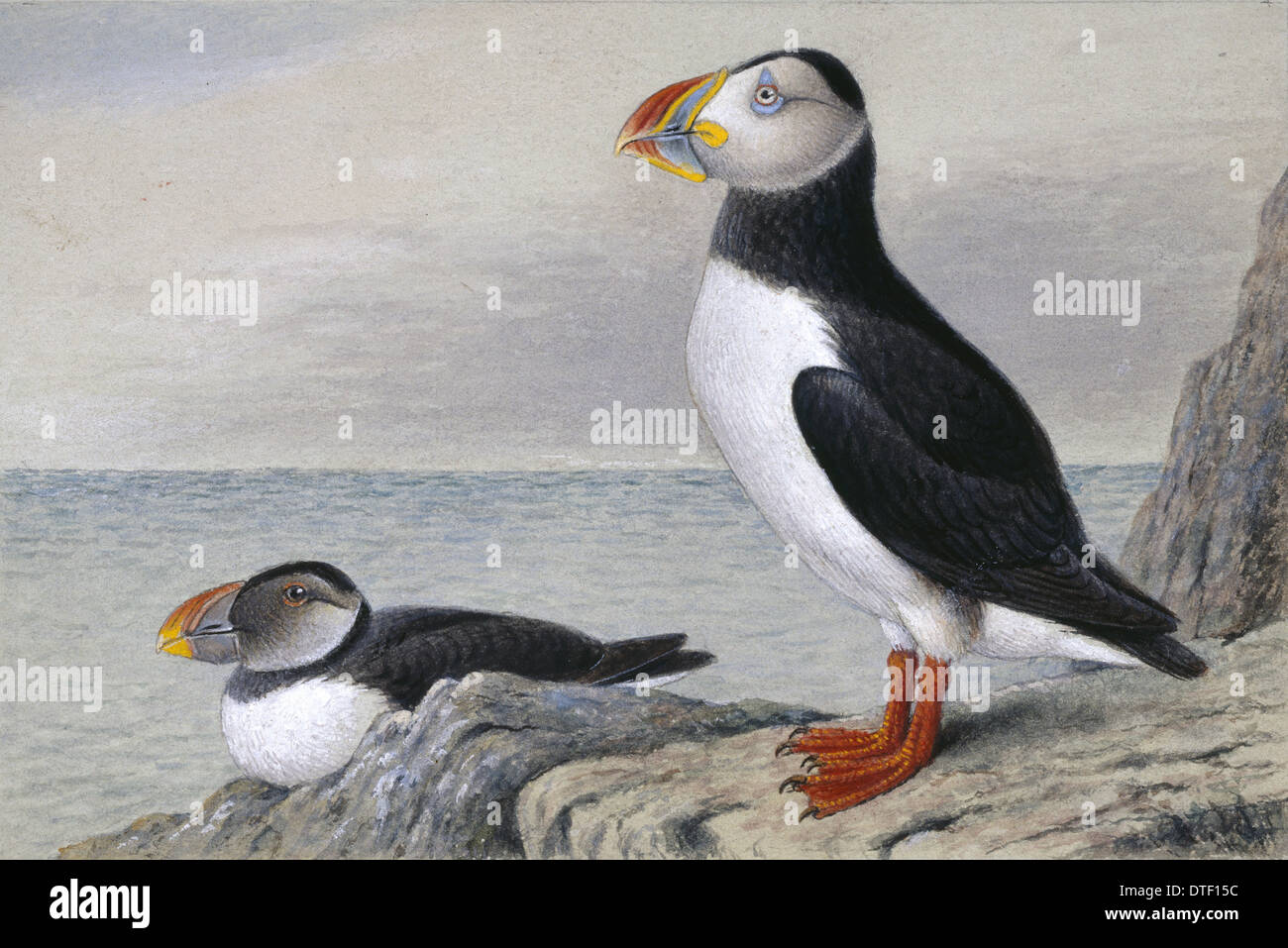 Puffin painting hi-res stock photography and images - Alamy