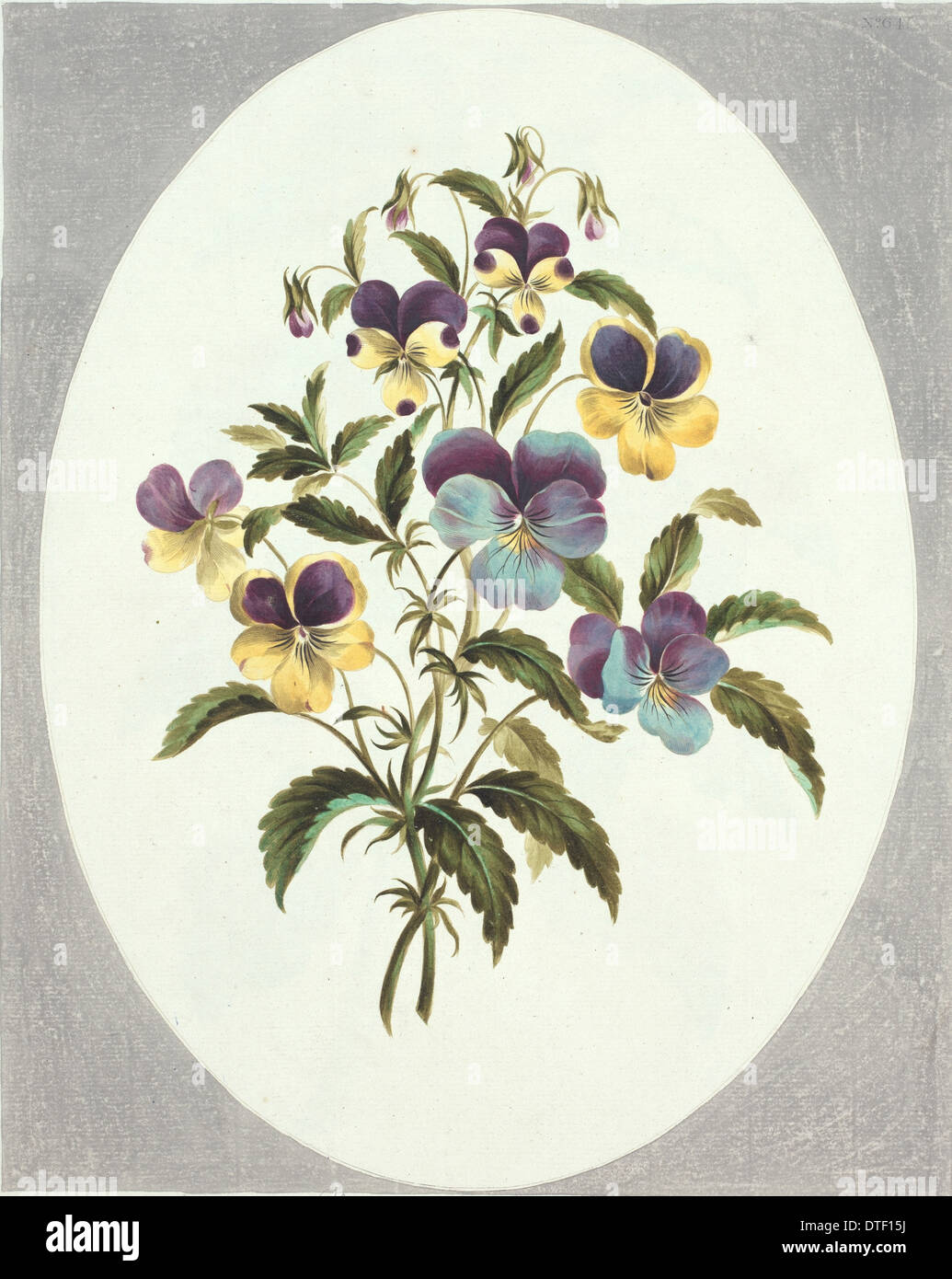 Viola drawing hi-res stock photography and images - Alamy