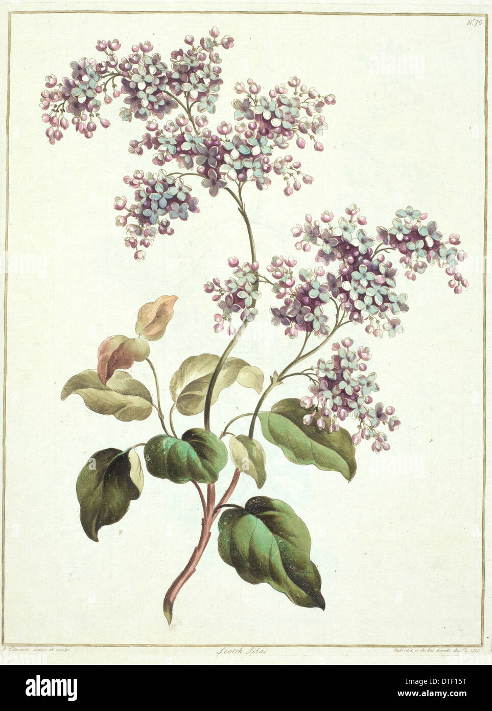 Syringa Vulgaris Drawing High Resolution Stock Photography and Images ...
