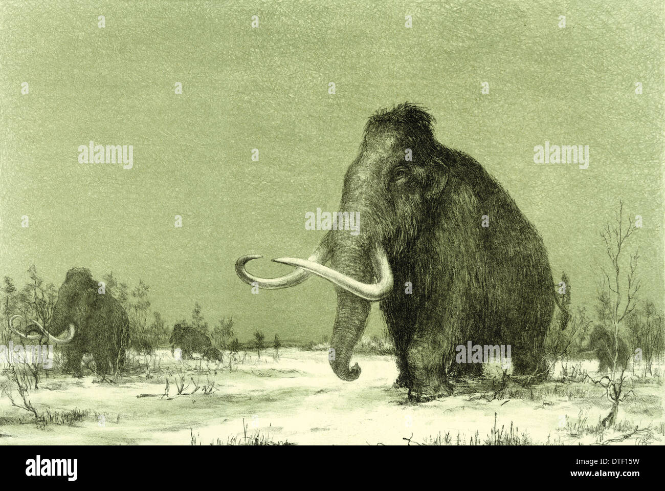 Woolly mammoth hi-res stock photography and images - Alamy