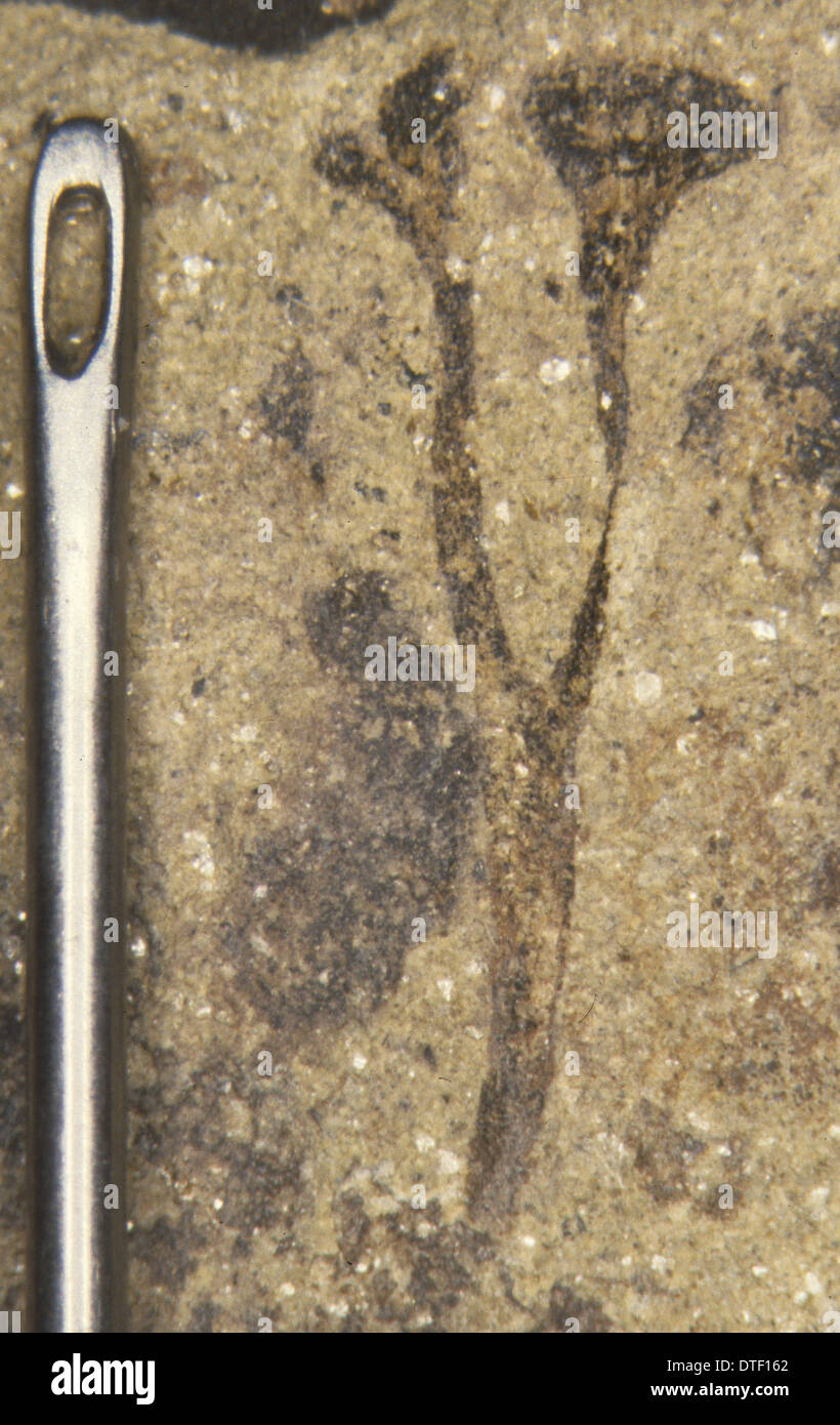 Cooksonia pertoni, fossilised plant Stock Photo - Alamy