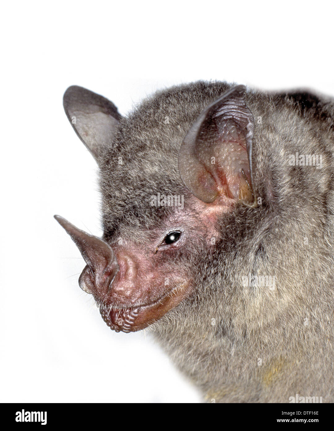 Short tailed leaf nosed bat hi-res stock photography and images - Alamy