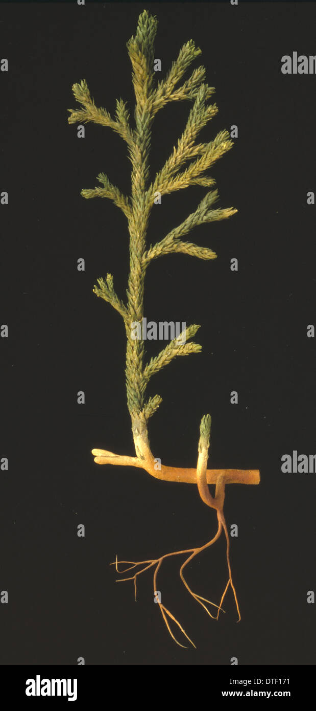 Lycopodiopsida hi-res stock photography and images - Alamy