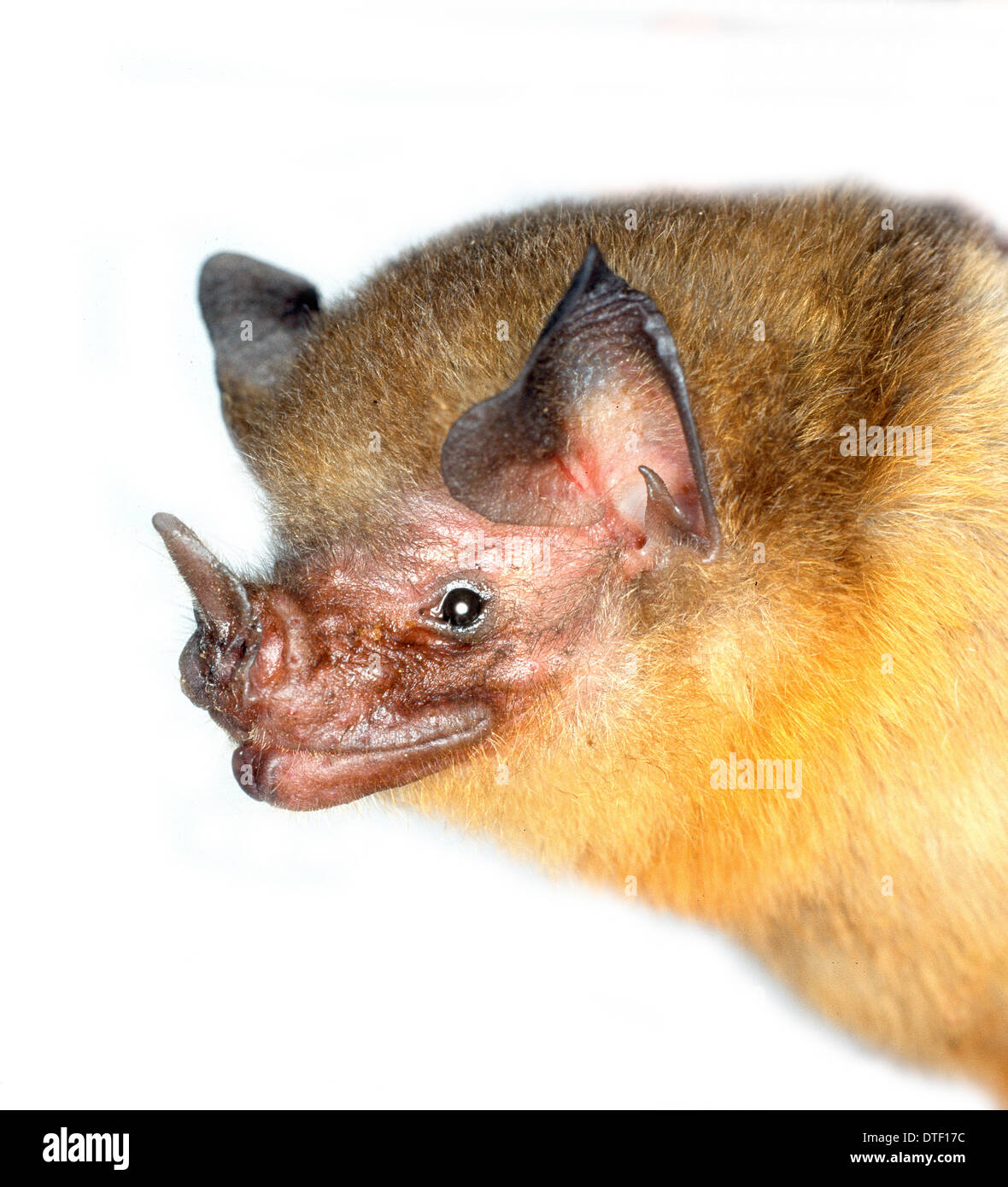 Orange leaf nosed bat hi-res stock photography and images - Alamy