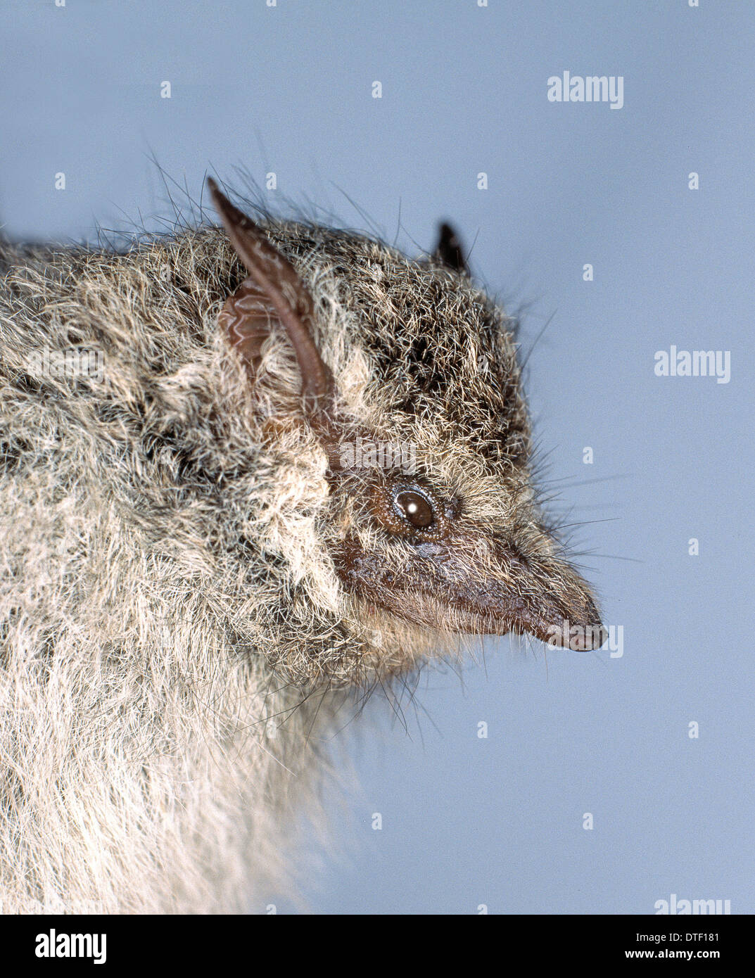 Rhynchonycteris Naso High Resolution Stock Photography and Images - Alamy