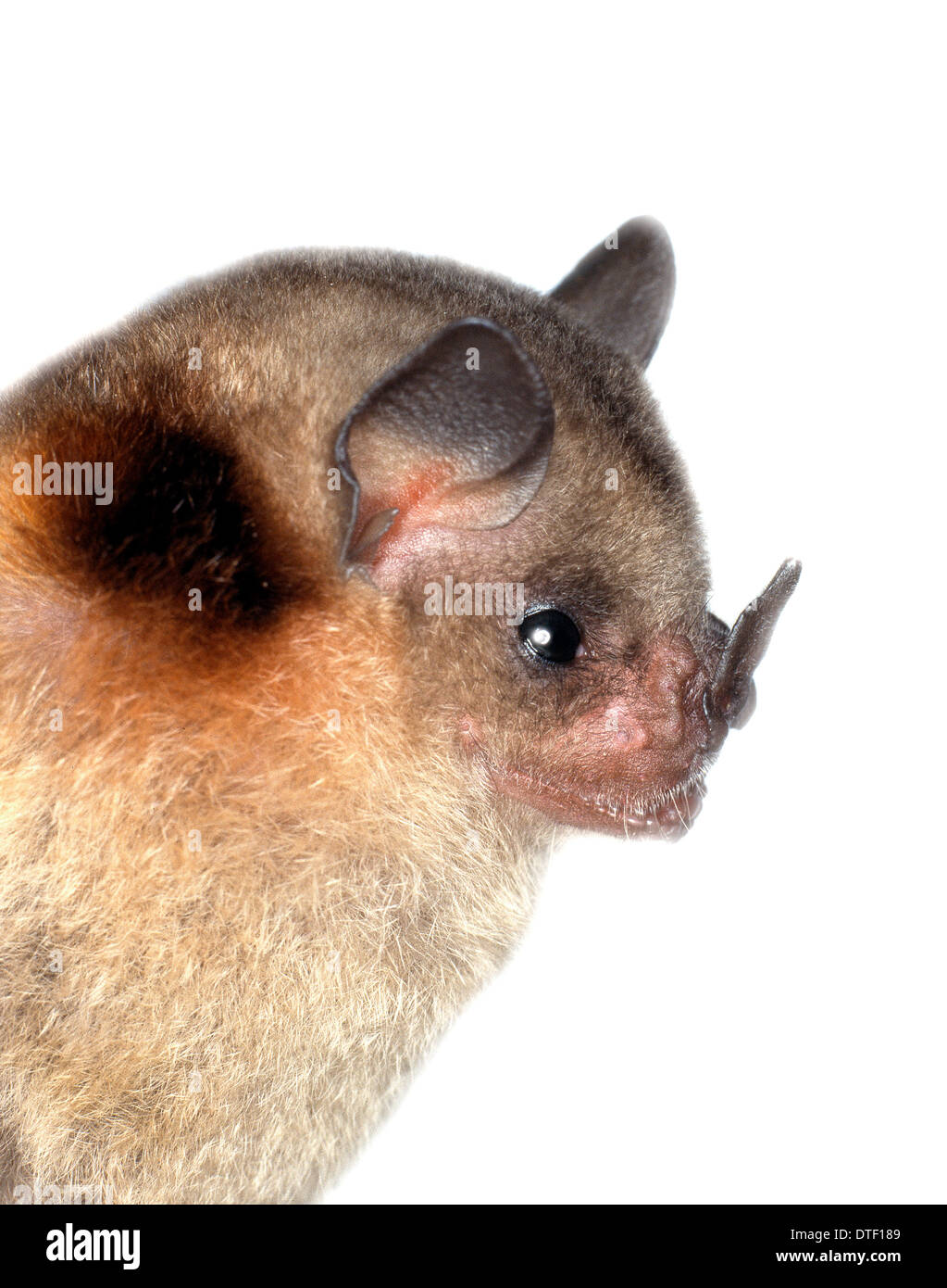 Sturnira lilium hi-res stock photography and images - Alamy