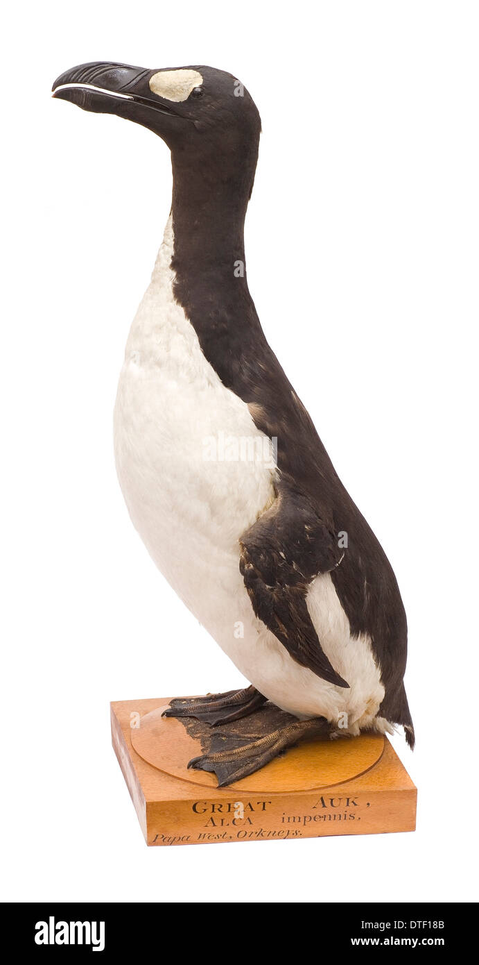 Great auk extinct hi-res stock photography and images - Alamy