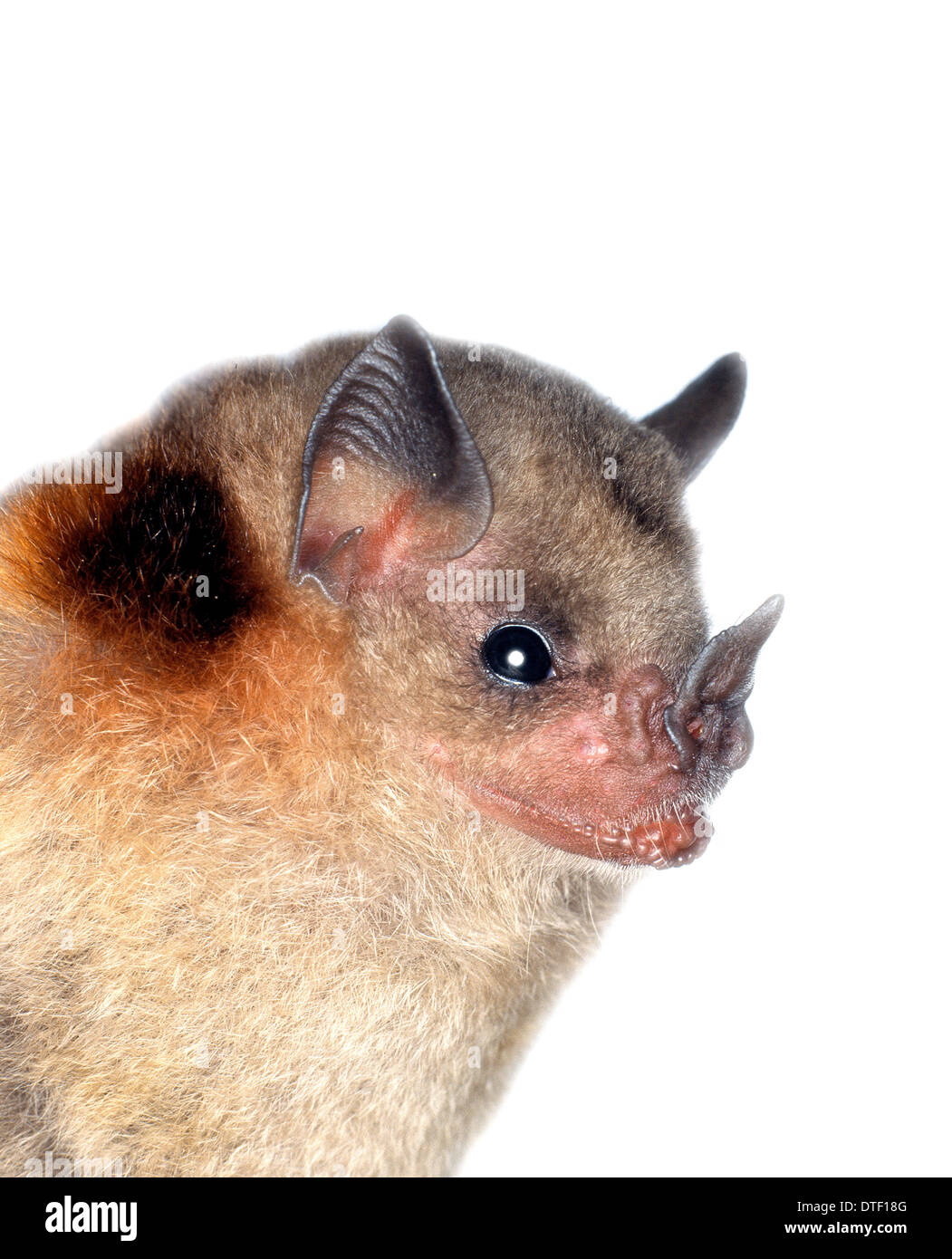 Sturnira lilium parvidens, yellow-shouldered bat Stock Photo - Alamy