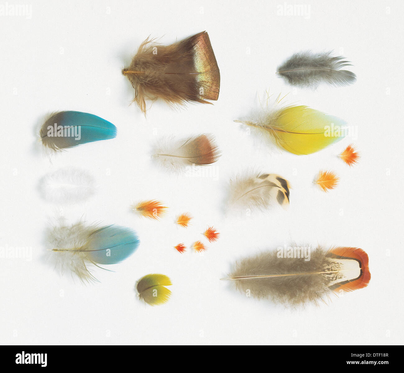 A collection of birds' feathers Stock Photo - Alamy