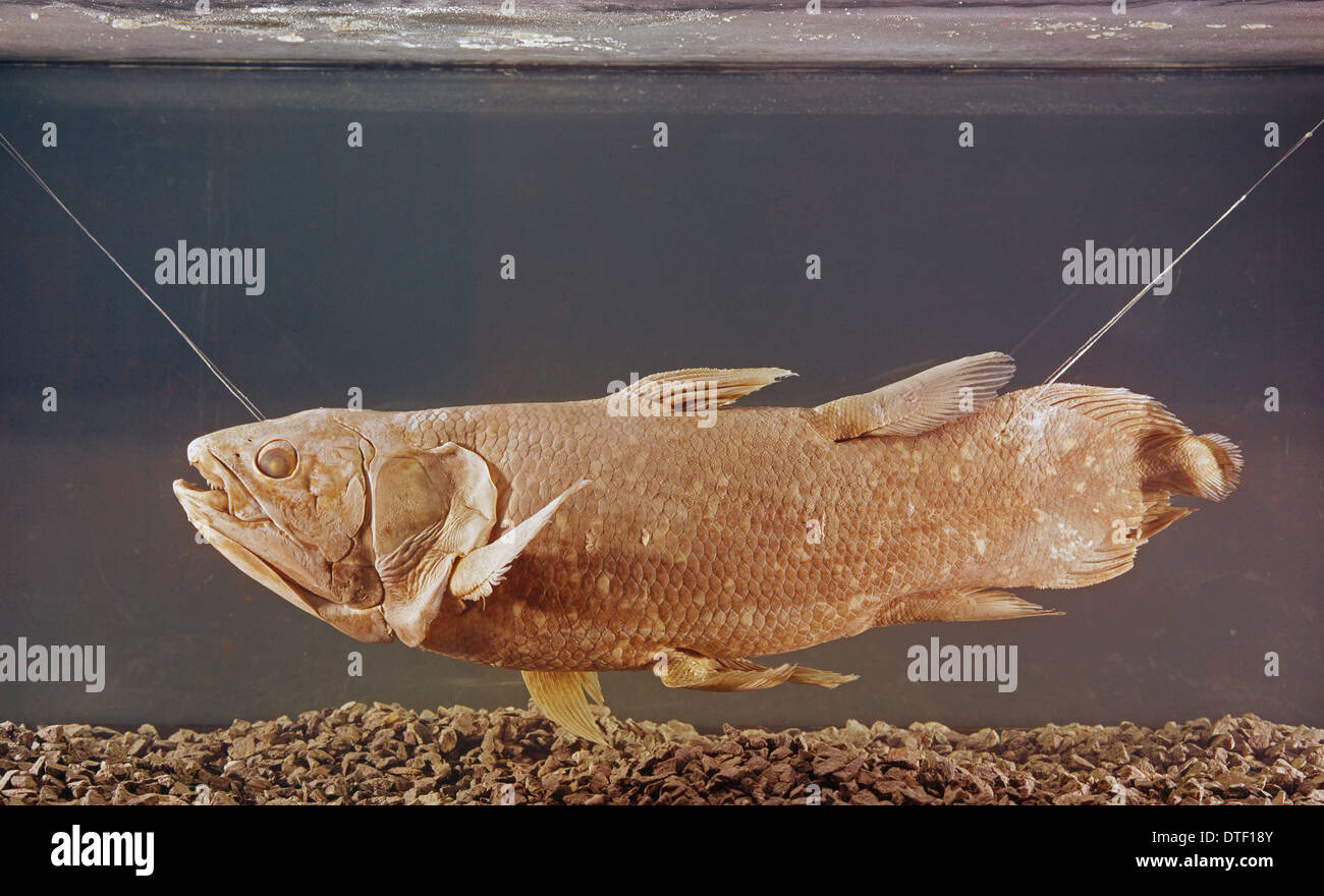 Latimeria chalumnae, coelacanth Stock Photo - Alamy