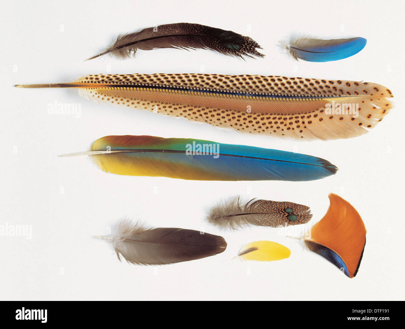 A collection of birds' feathers Stock Photo - Alamy