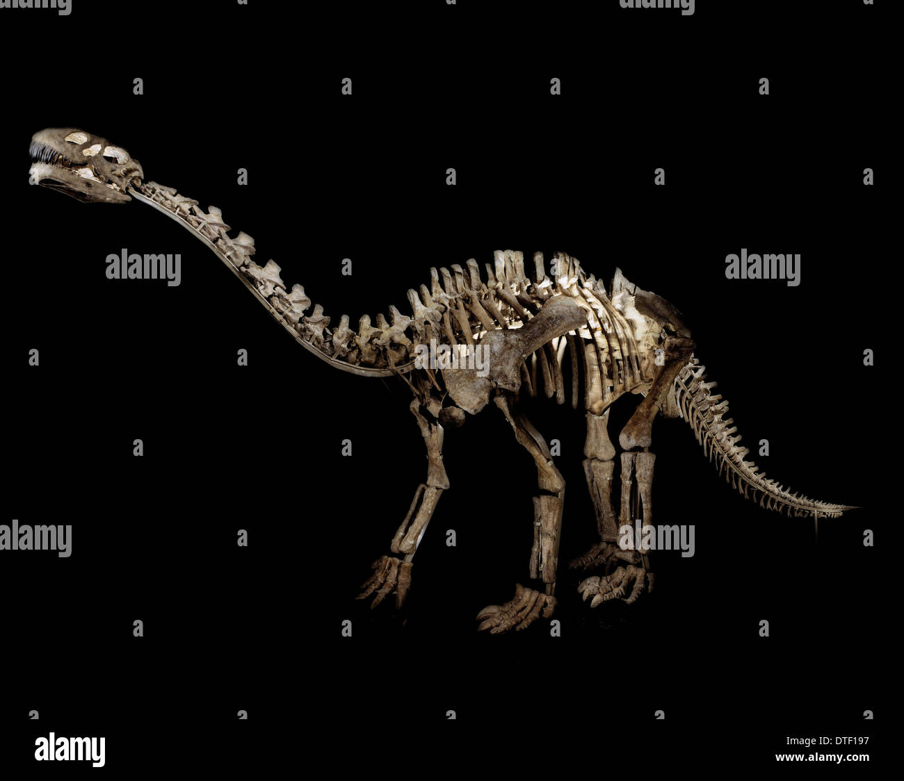 Shunosaurus hi-res stock photography and images - Alamy