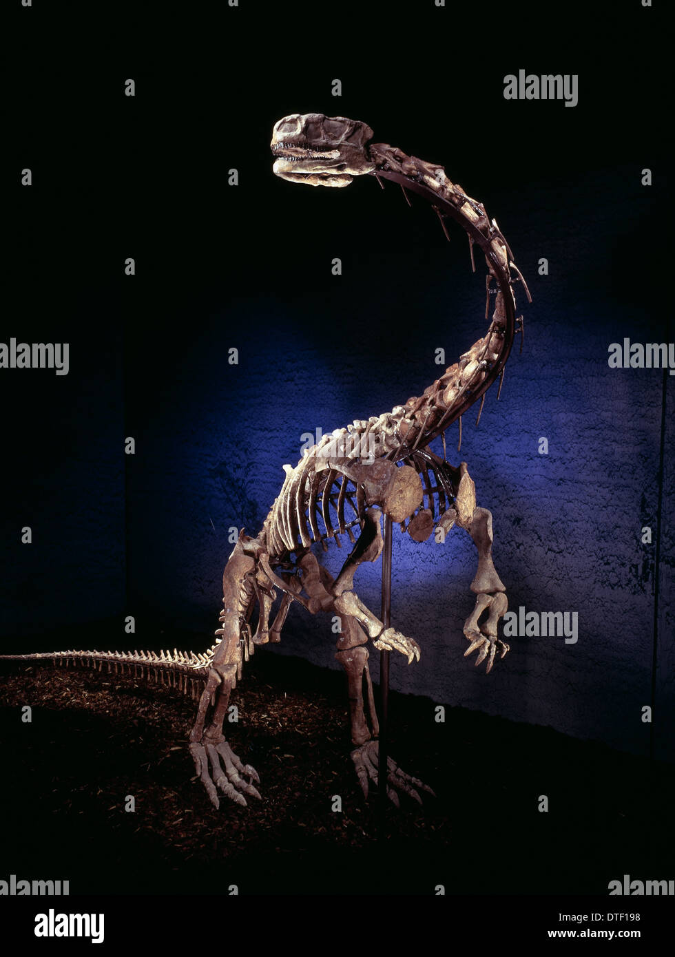 Lufengosaurus hi-res stock photography and images - Alamy