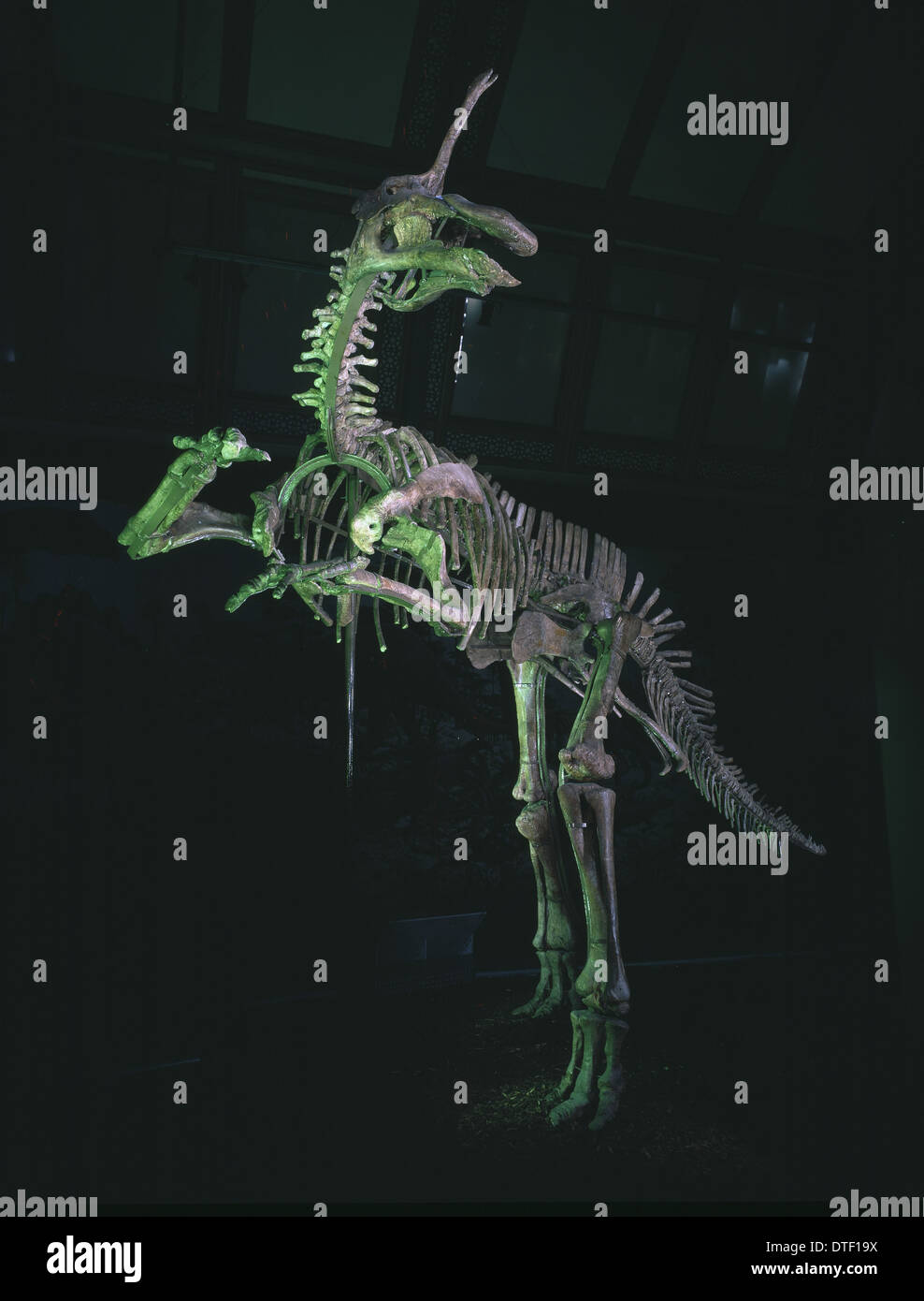 Hadrosauridae hi-res stock photography and images - Alamy