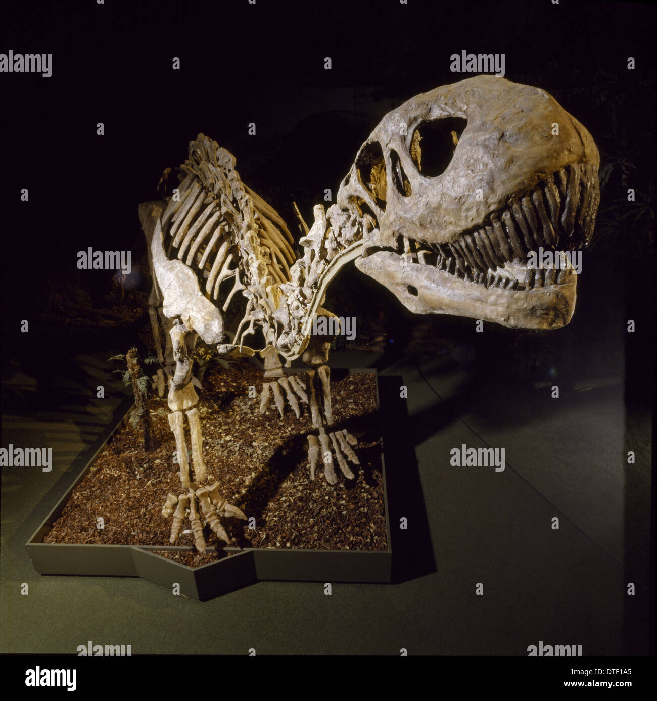Shunosaurus hi-res stock photography and images - Alamy