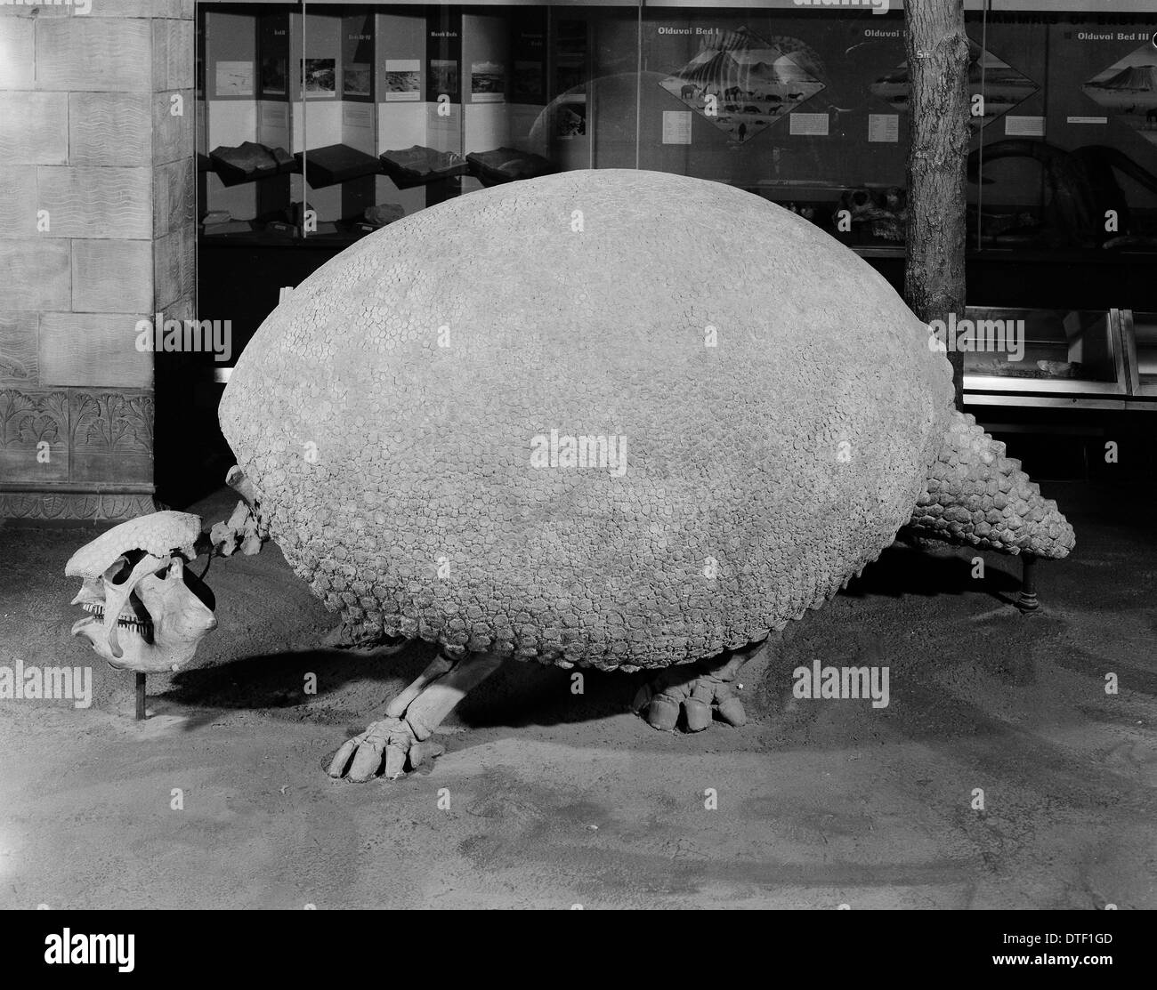 Glyptodon hi-res stock photography and images - Alamy