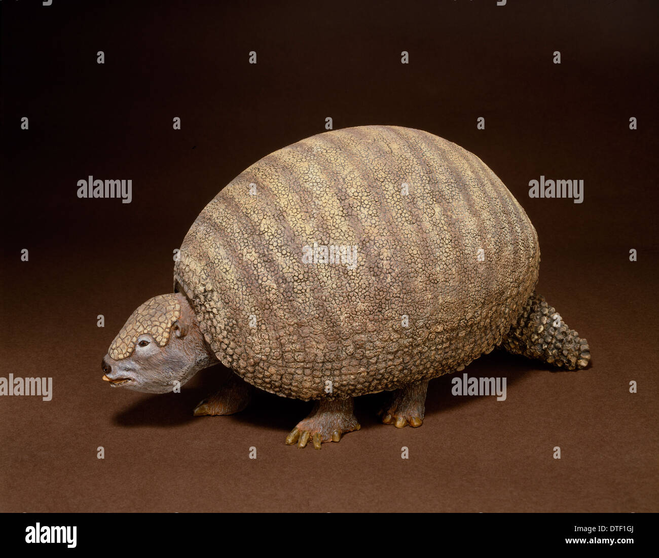 Glyptodon hi-res stock photography and images - Alamy