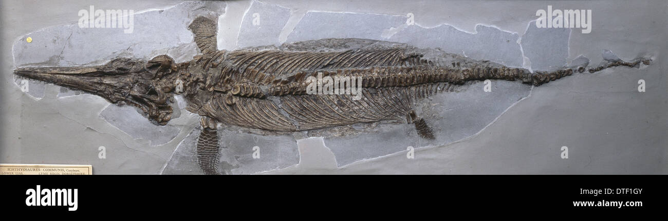 Ichthyosaur skeleton hi-res stock photography and images - Alamy