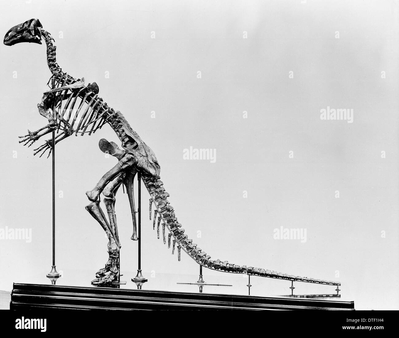 Iguanodon High Resolution Stock Photography and Images - Alamy