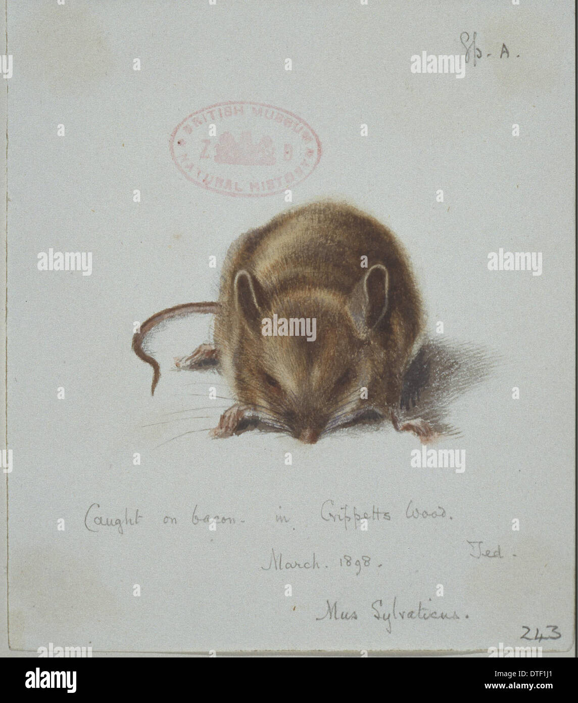 Old world field mouse hi-res stock photography and images - Alamy