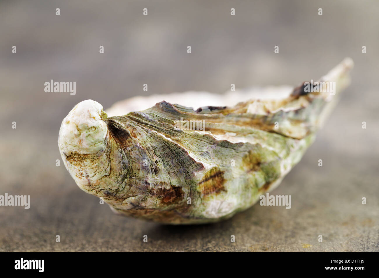 An oyster shell shot on a granite slab Stock Photo - Alamy