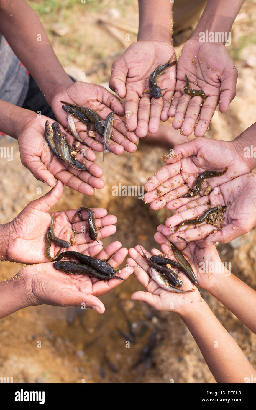 Boys catching fish hi-res stock photography and images - Alamy