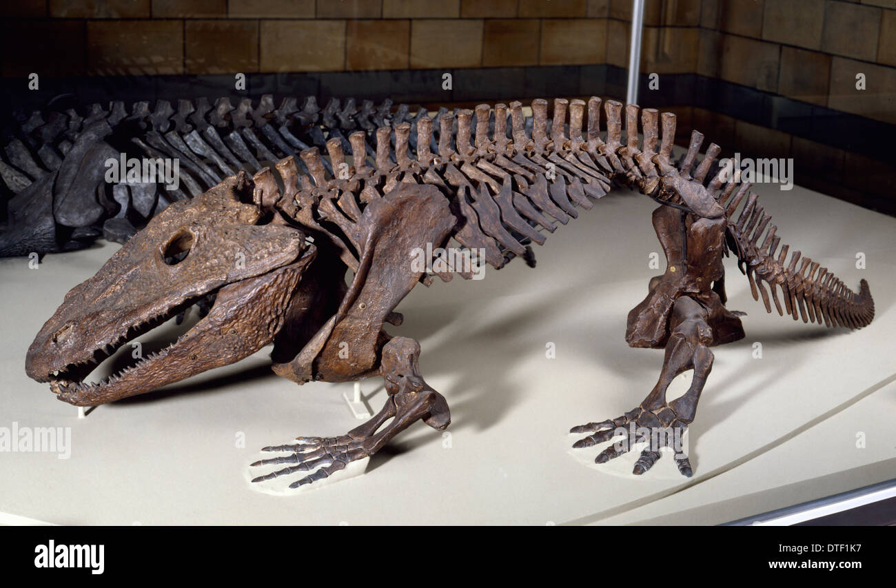 Eryops Skeleton