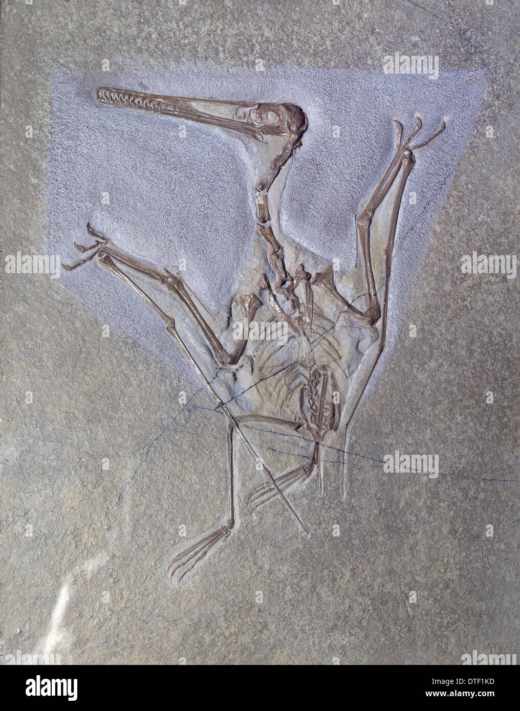 Pterodactyl skeleton hi-res stock photography and images - Alamy