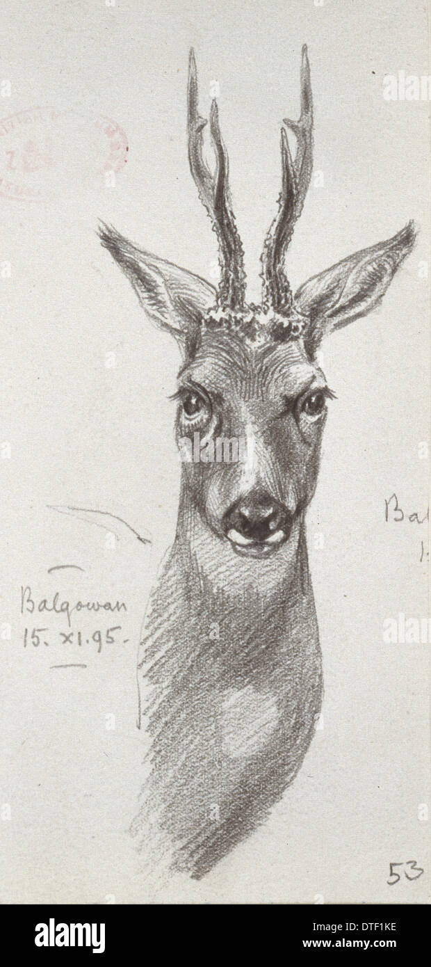 Cervidae (family), deer Stock Photo - Alamy