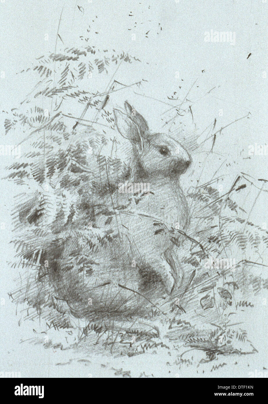 Rabbit sketch hi-res stock photography and images - Alamy