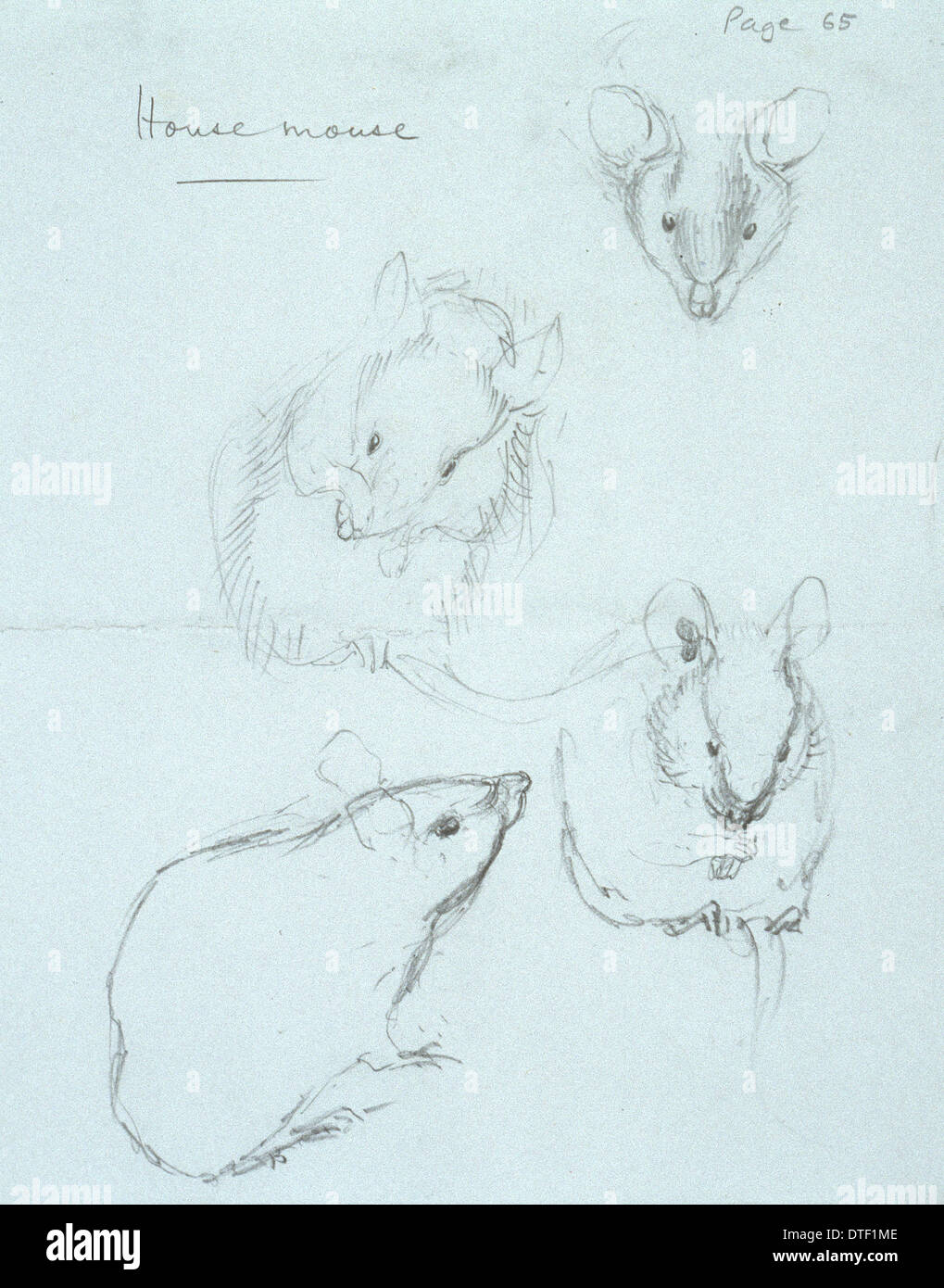 Mus musculus, house mouse Stock Photo - Alamy